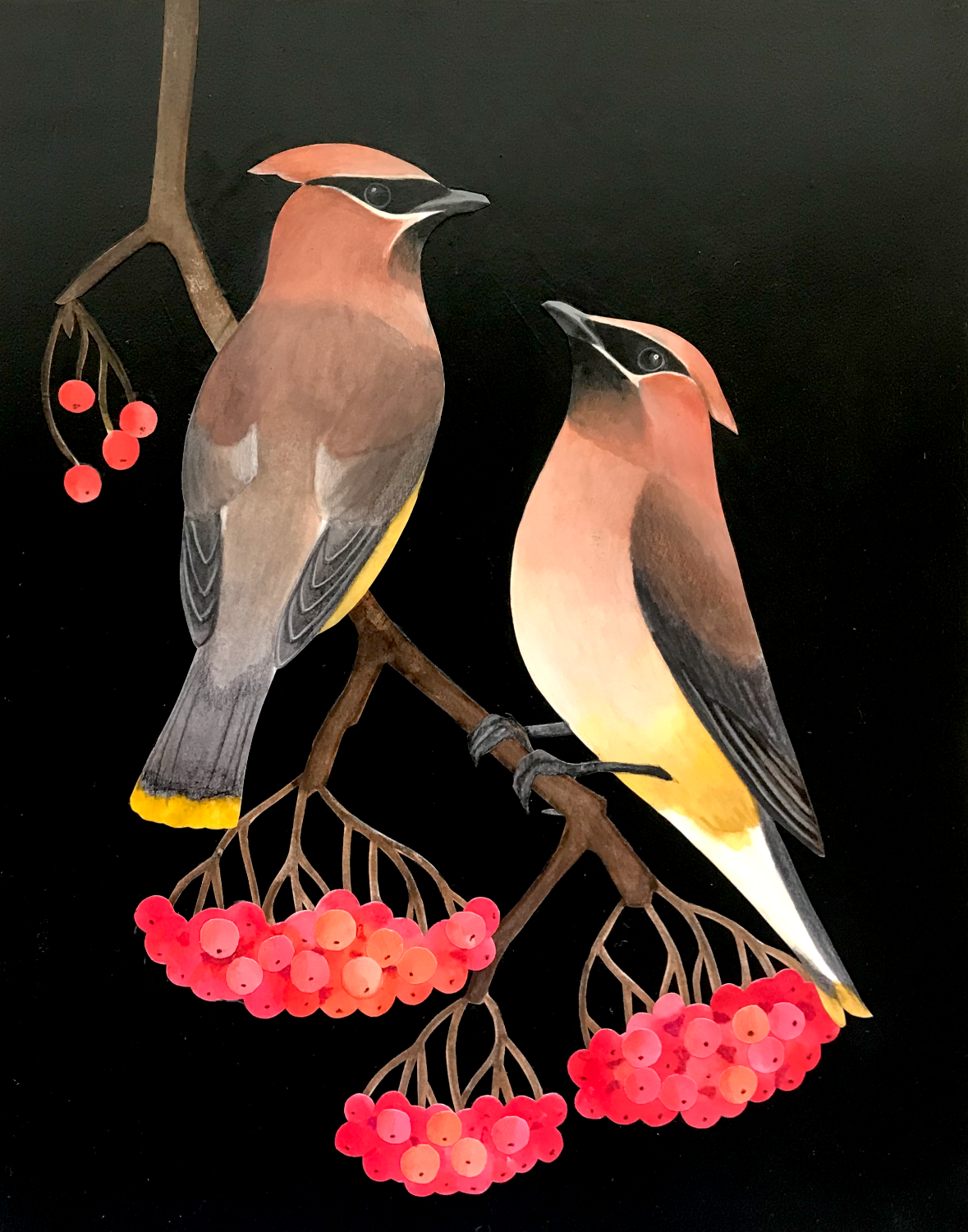 Waxwings in Rowan – TUCK